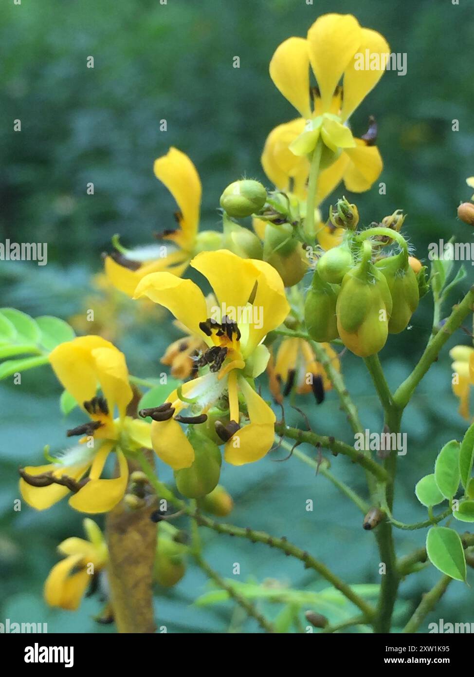 American senna (Senna hebecarpa) Plantae Stock Photo - Alamy