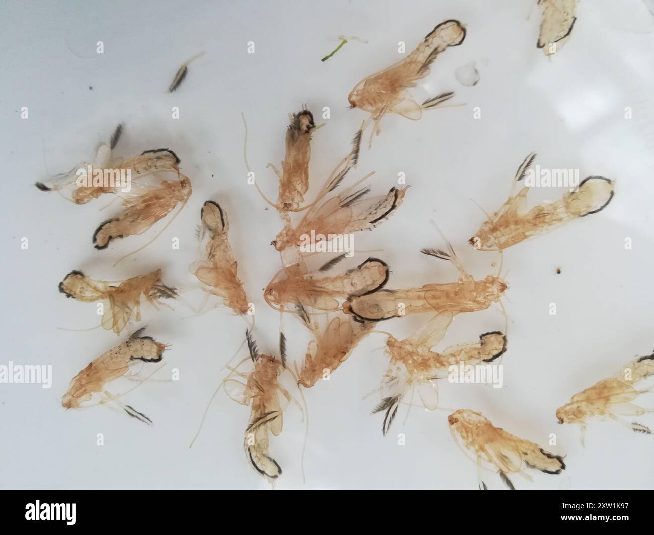 Caddisflies (Trichoptera) Insecta Stock Photo - Alamy