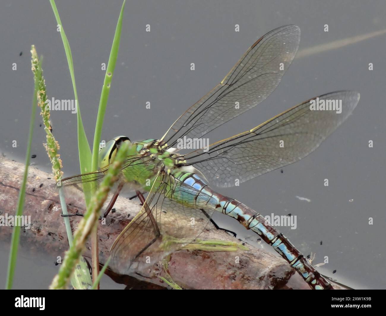 Blue Emperor (Anax imperator) Insecta Stock Photo - Alamy