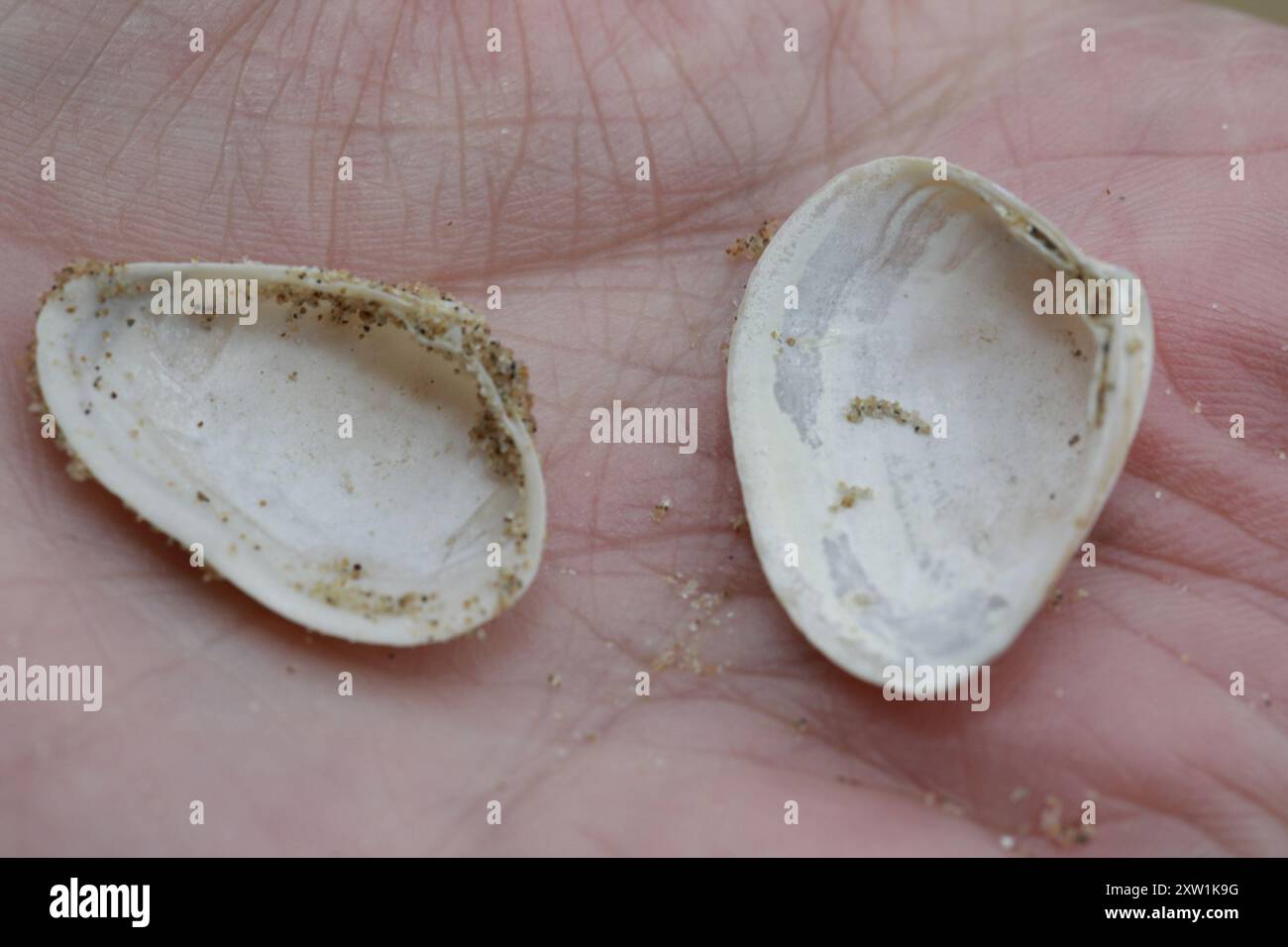 Cut Trough Shell (Spisula subtruncata) Mollusca Stock Photo - Alamy