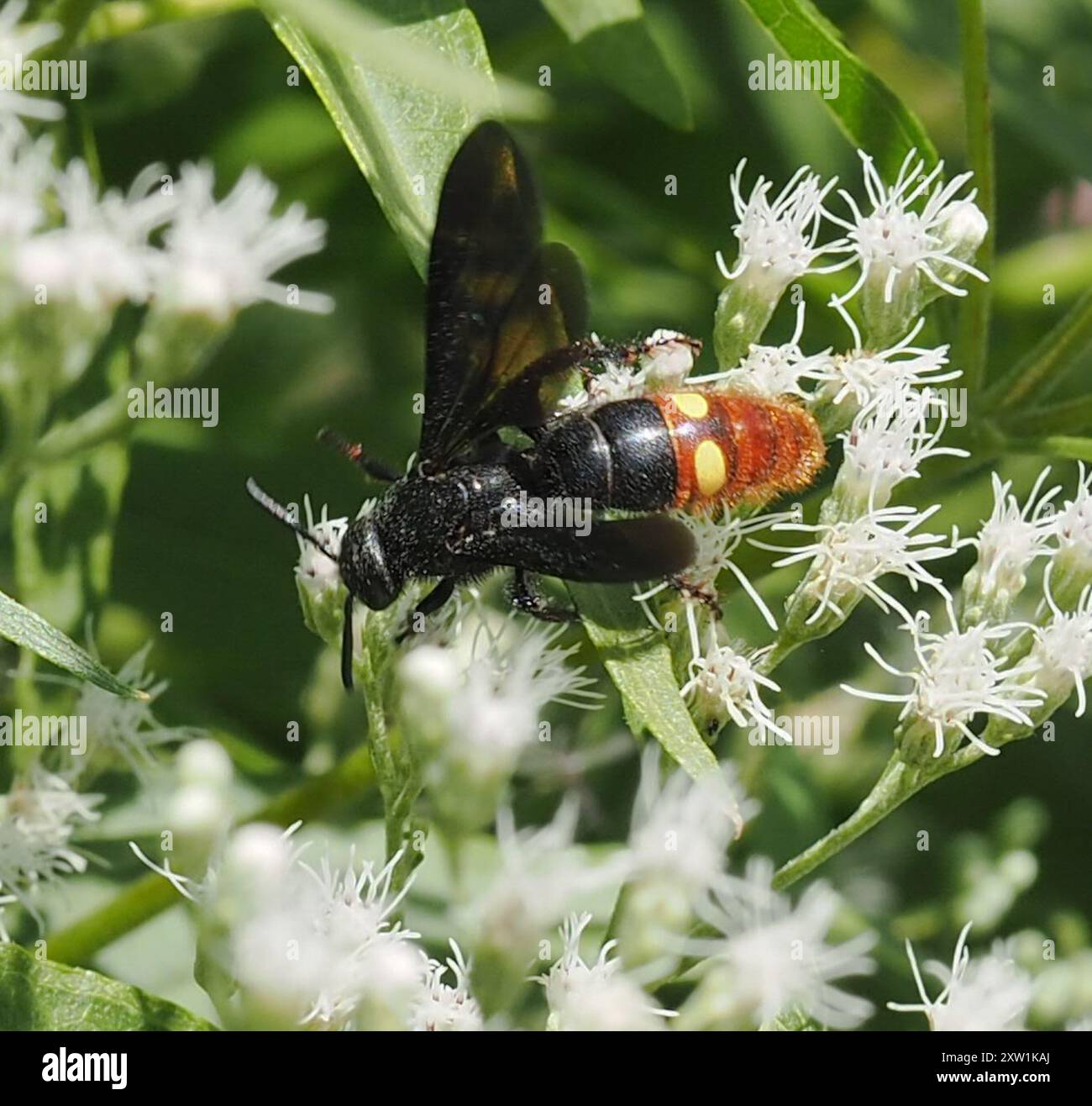Blue-winged Scoliid Wasp (Scolia dubia) Insecta Stock Photo - Alamy