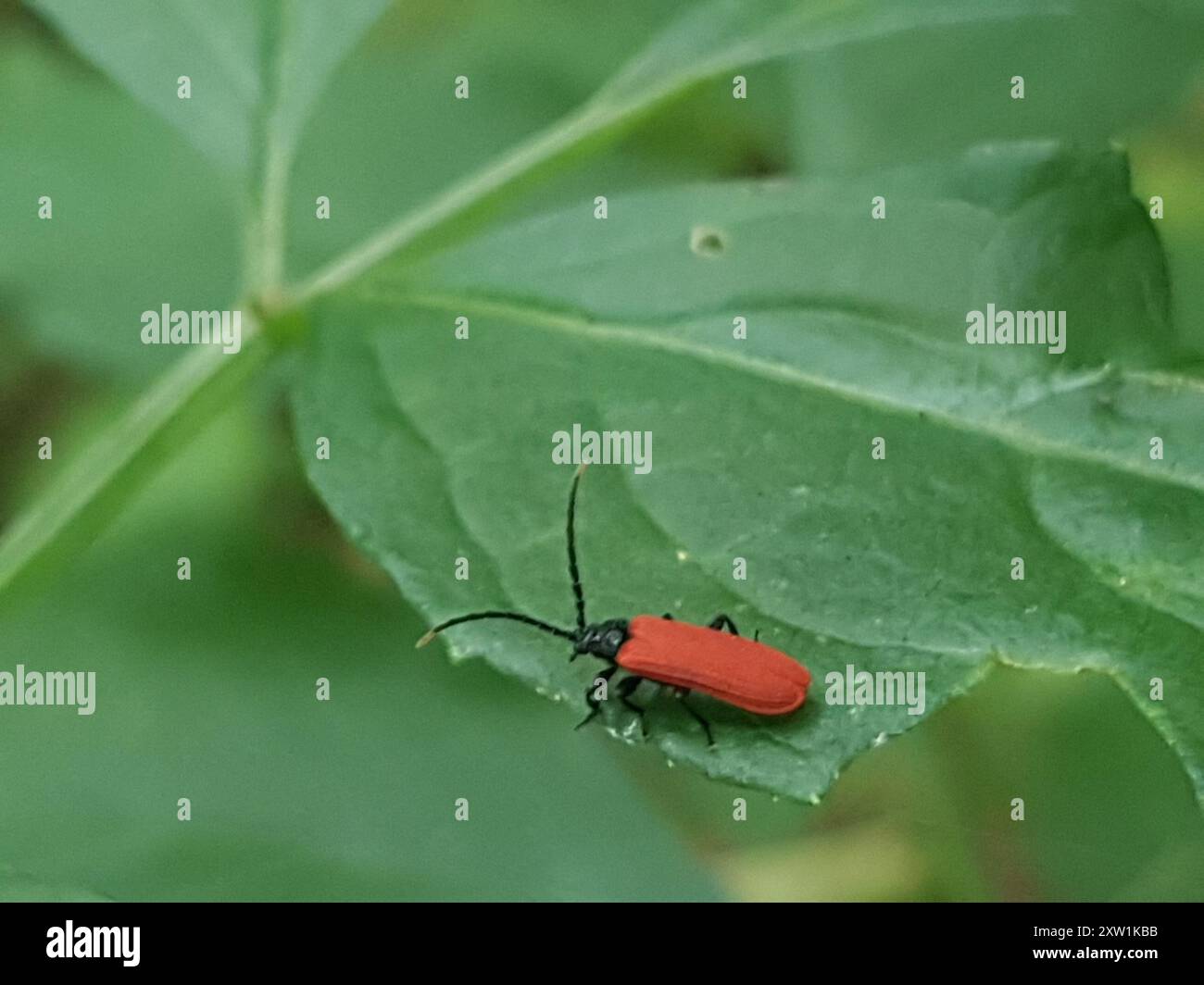 (Platycis minutus) Insecta Stock Photo - Alamy