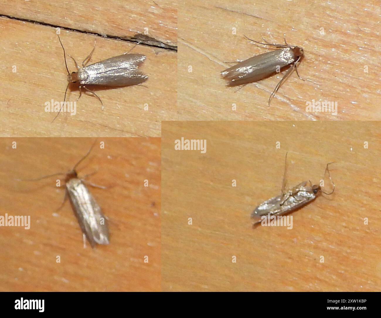 Tineola bisselliella clothes moth hi-res stock photography and images ...