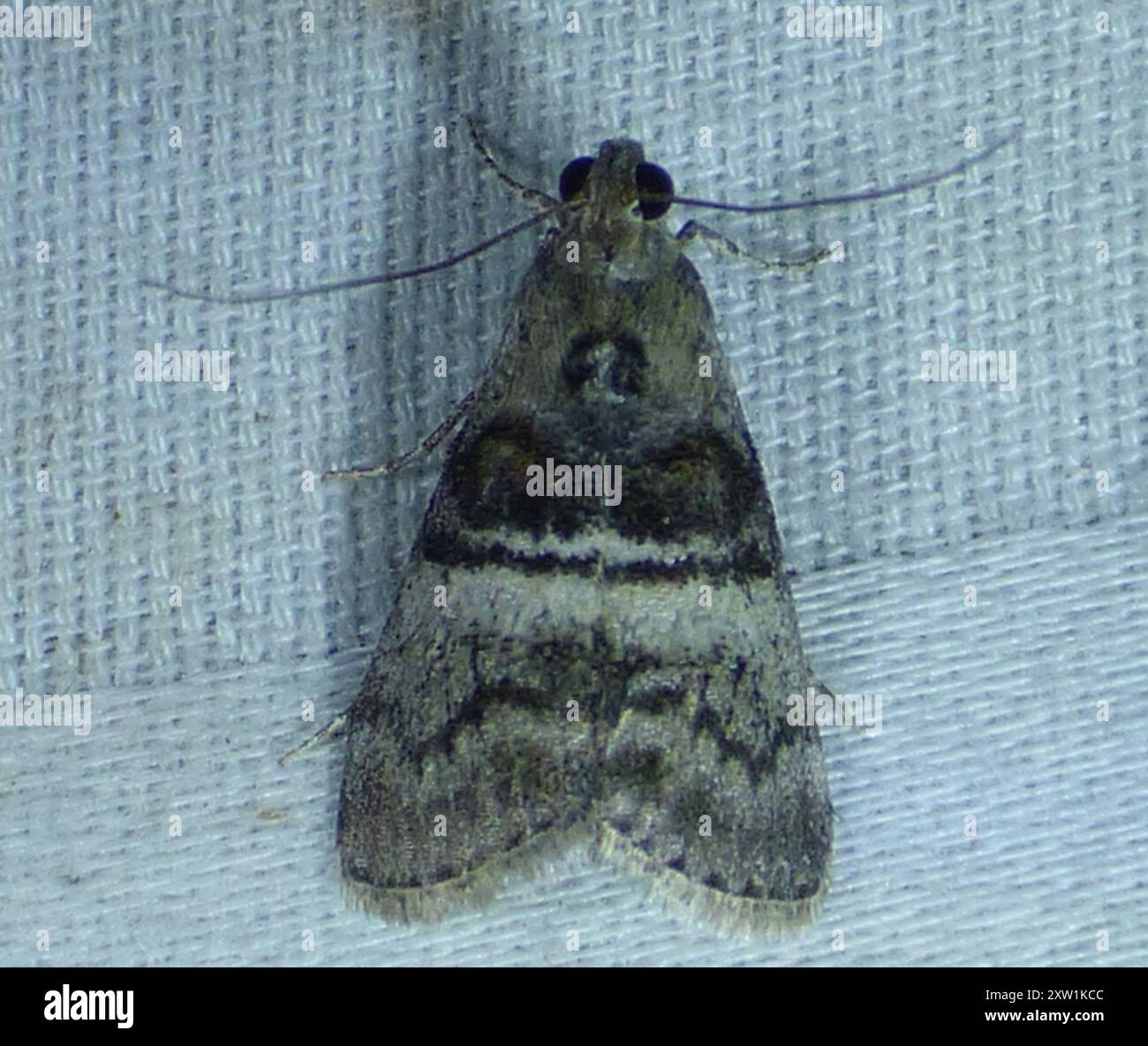 Maple Webworm Moth (Pococera asperatella) Insecta Stock Photo - Alamy