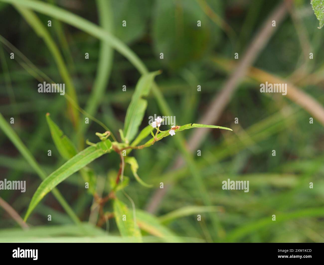 pinkweed (Persicaria pensylvanica) Plantae Stock Photo - Alamy