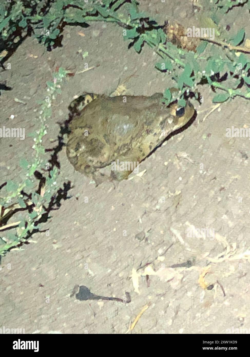 California Toad (Anaxyrus boreas halophilus) Amphibia Stock Photo - Alamy