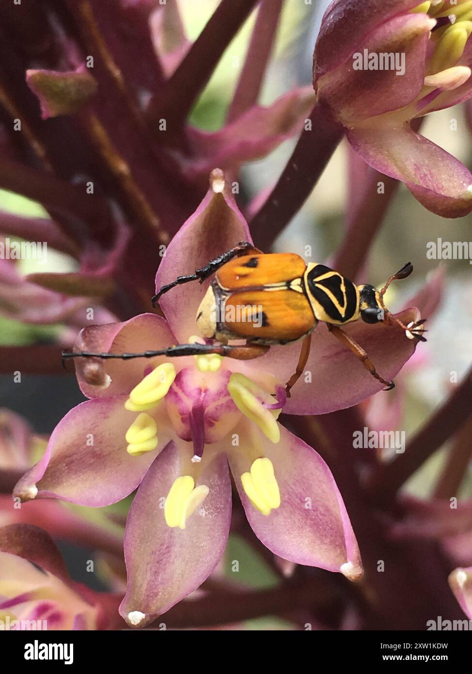 Delta Flower Scarab (Trigonopeltastes delta) Insecta Stock Photo - Alamy