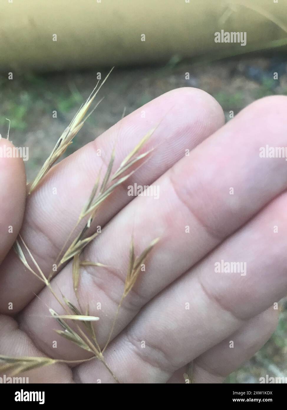 Poverty oatgrass (Danthonia spicata) Plantae Stock Photo - Alamy