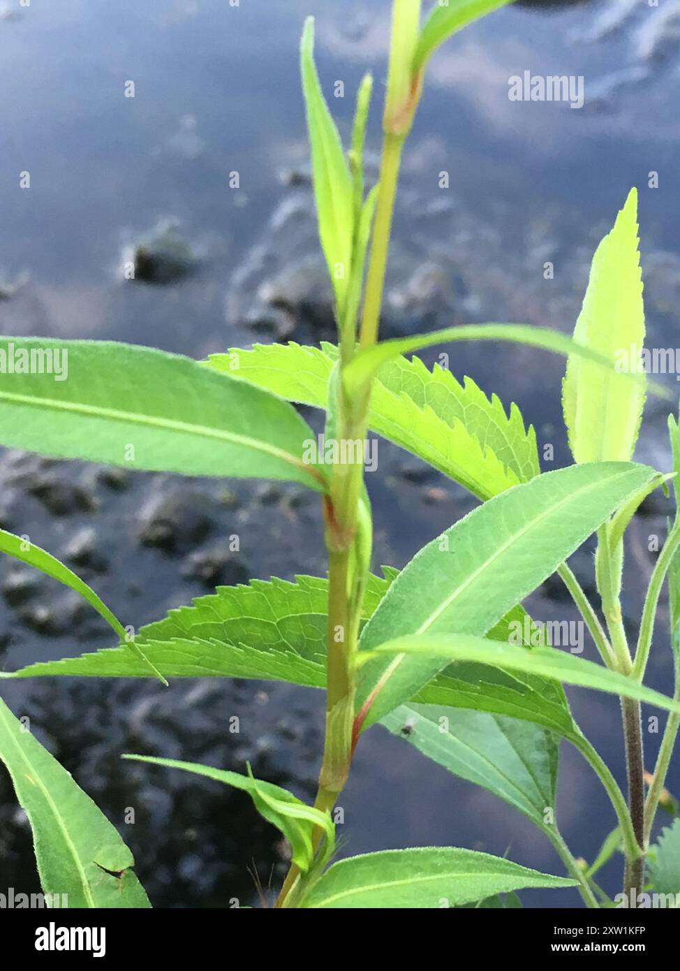 Dotted Smartweed (Persicaria punctata) Plantae Stock Photo - Alamy