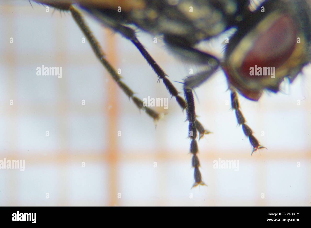 Common House Fly (Musca domestica) Insecta Stock Photo - Alamy