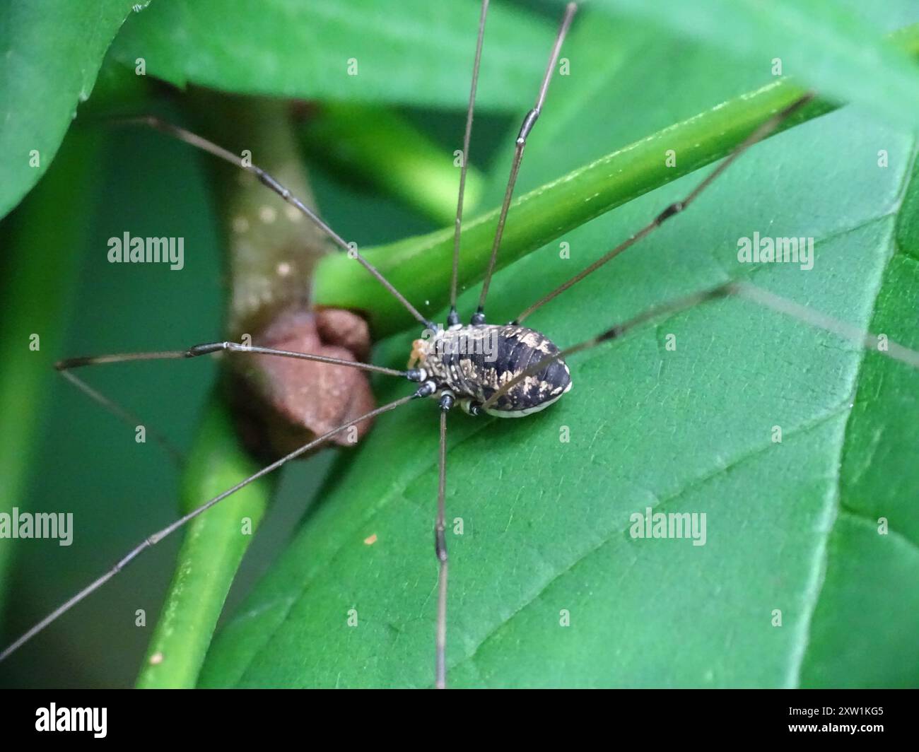 Eastern Harvestman (Leiobunum vittatum) Arachnida Stock Photo - Alamy