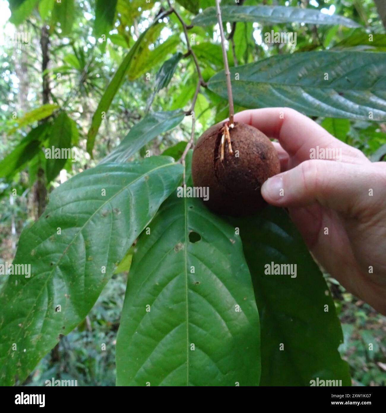 (Atuna racemosa) Plantae Stock Photo - Alamy