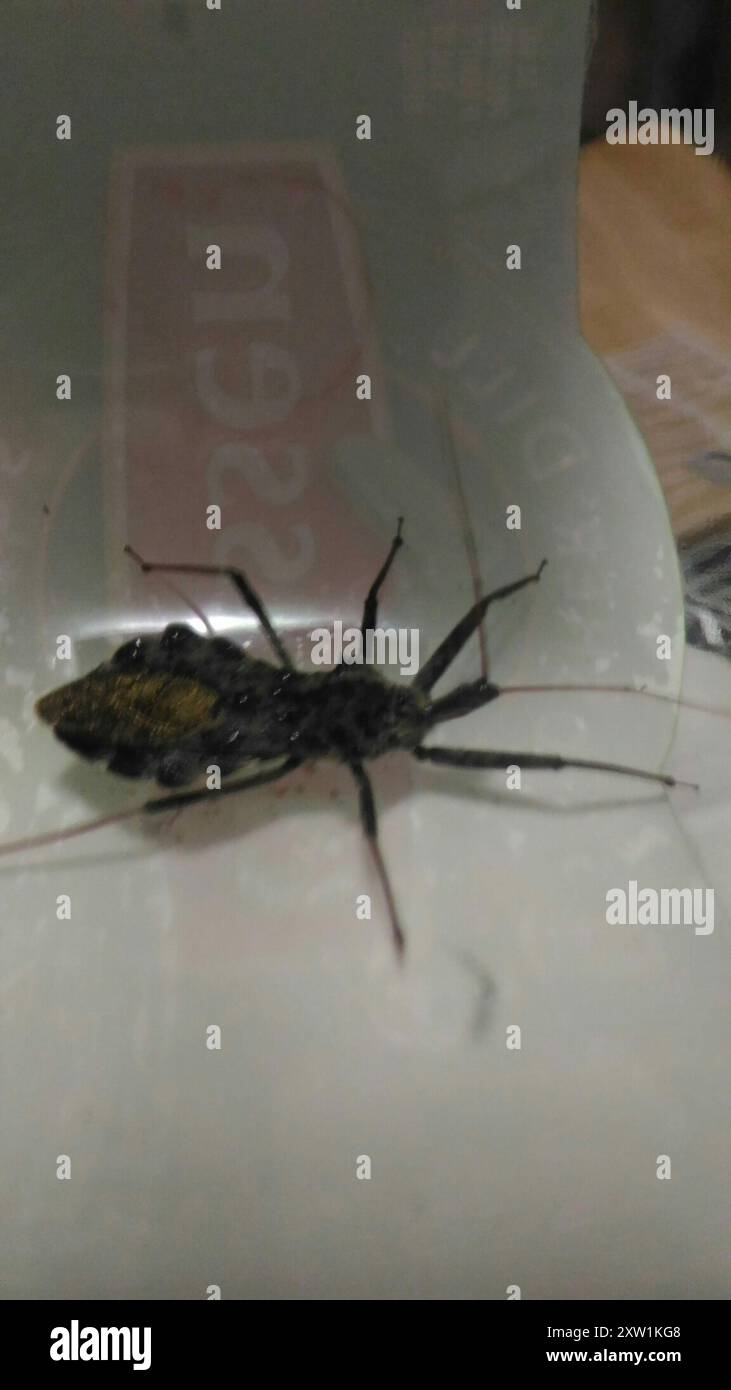 North American Wheel Bug (Arilus cristatus) Insecta Stock Photo - Alamy