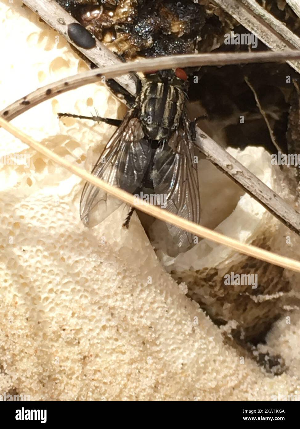 Common Flesh Flies (Sarcophaga) Insecta Stock Photo - Alamy