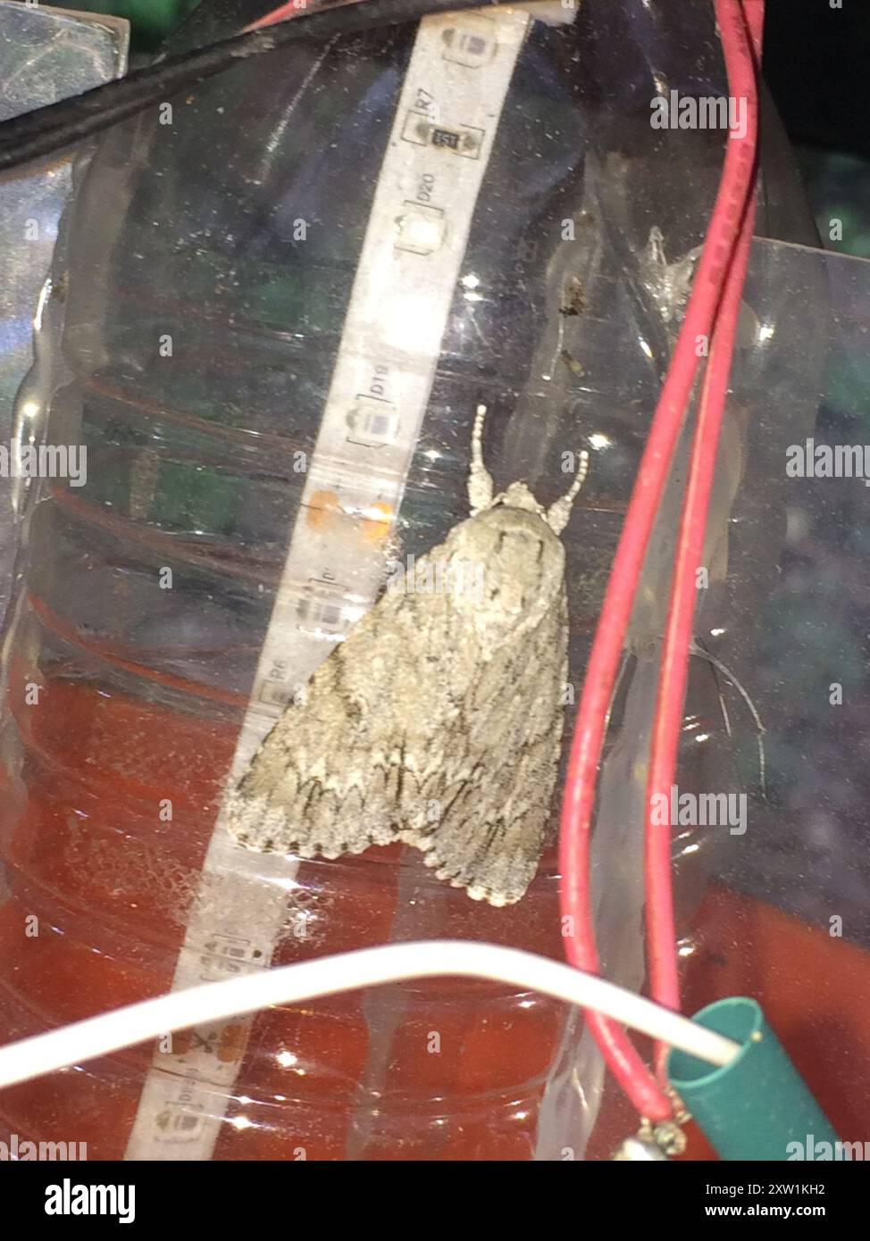 American Dagger (Acronicta americana) Insecta Stock Photo - Alamy