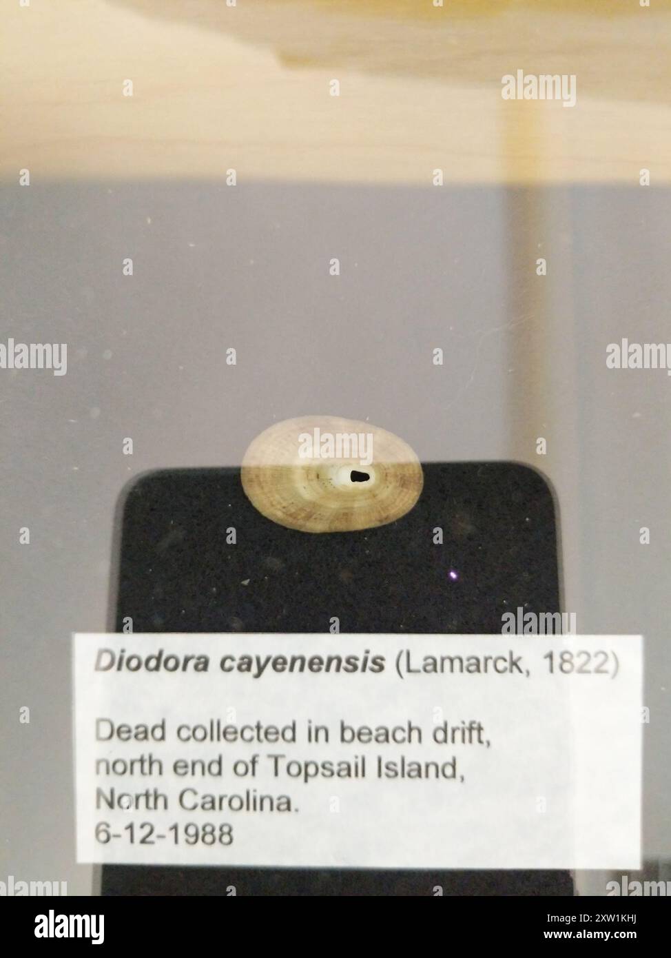 Cayenne Keyhole Limpet (Diodora cayenensis) Mollusca Stock Photo - Alamy