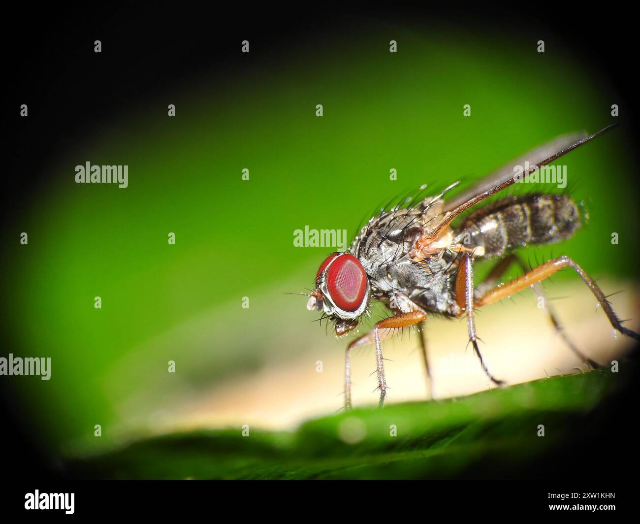 Muscoid Flies (Muscoidea) Insecta Stock Photo - Alamy