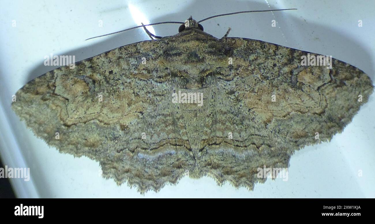 Maple Zale Moth (Zale galbanata) Insecta Stock Photo - Alamy