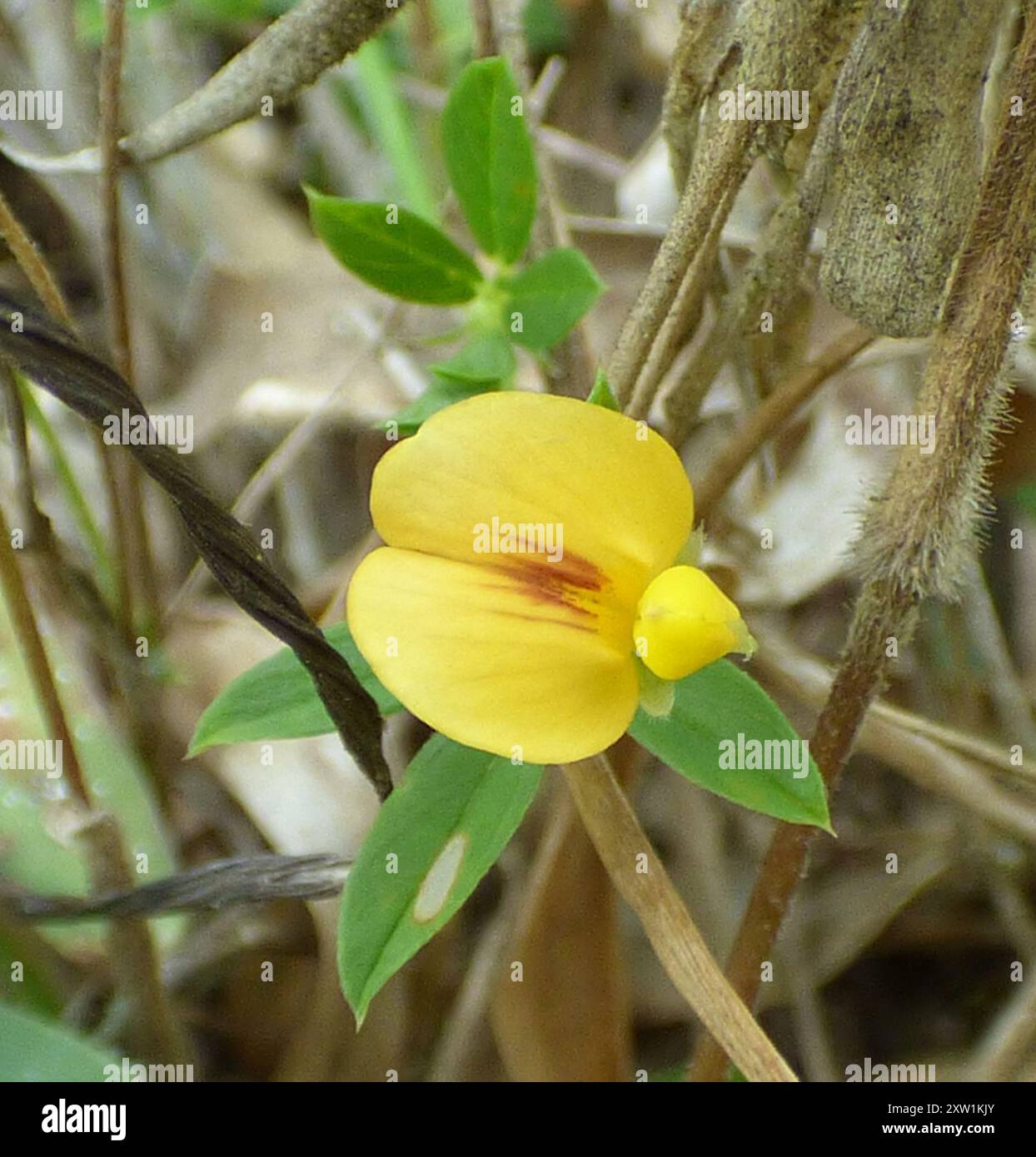plants (Plantae) Plantae Stock Photo - Alamy