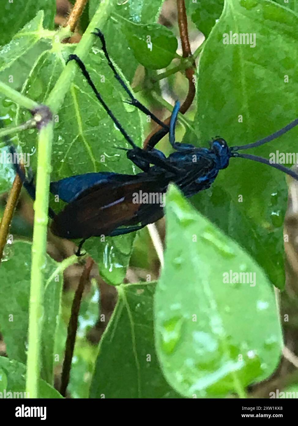 Thisbe's Tarantula-hawk Wasp (Pepsis thisbe) Insecta Stock Photo - Alamy