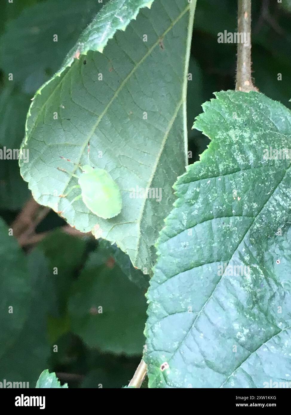 Green Shield Bug (Palomena prasina) Insecta Stock Photo - Alamy