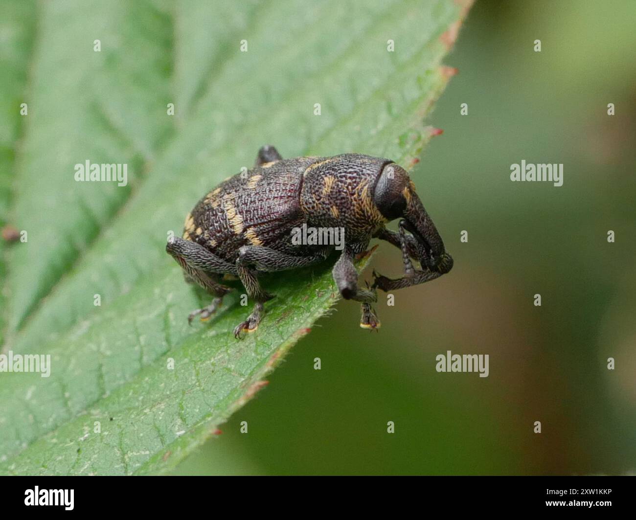 Large Pine Weevil (Hylobius abietis) Insecta Stock Photo - Alamy