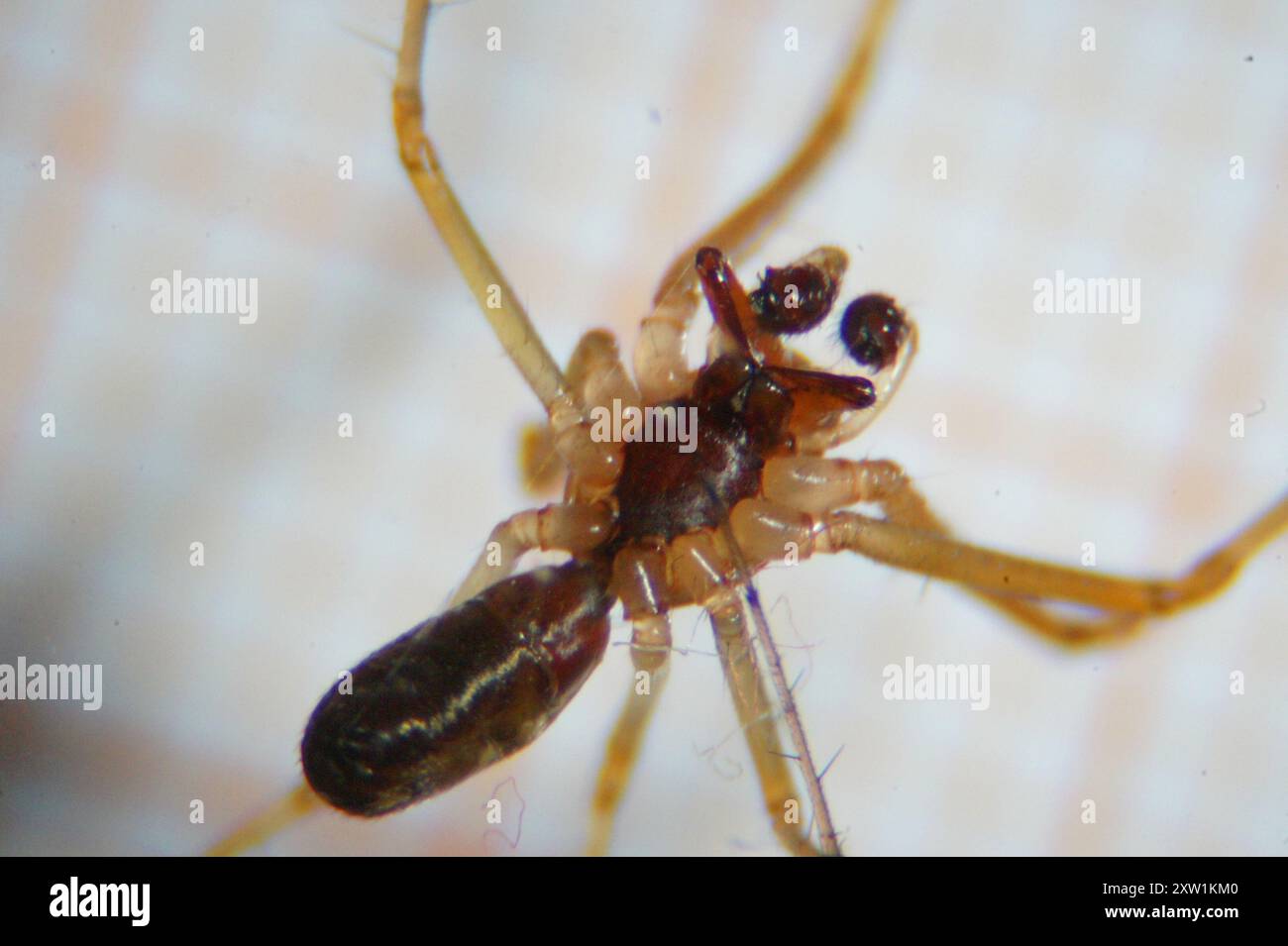 Common sheetweb spider (Linyphia triangularis) Arachnida Stock Photo ...