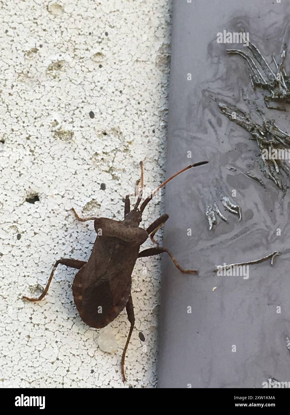 Dock Bug (Coreus marginatus) Insecta Stock Photo - Alamy
