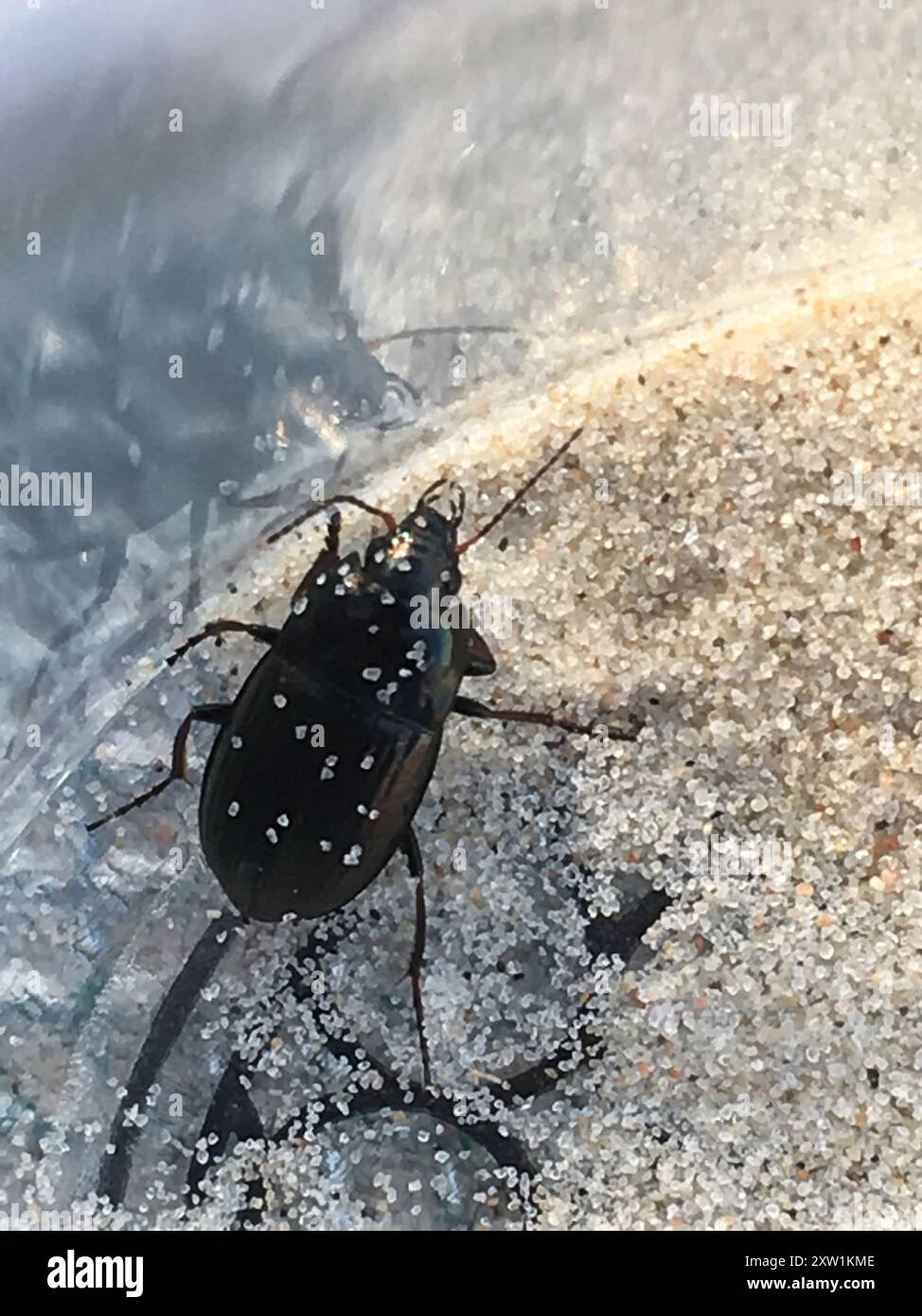 Sun Beetles (Amara) Insecta Stock Photo - Alamy