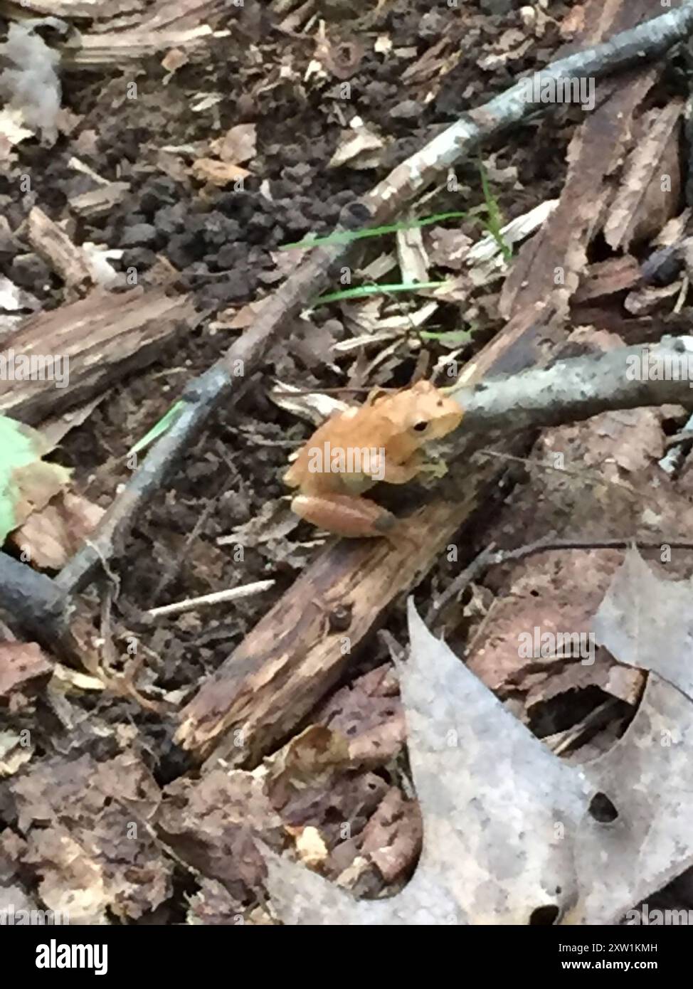 Spring Peeper (Pseudacris crucifer) Amphibia Stock Photo - Alamy