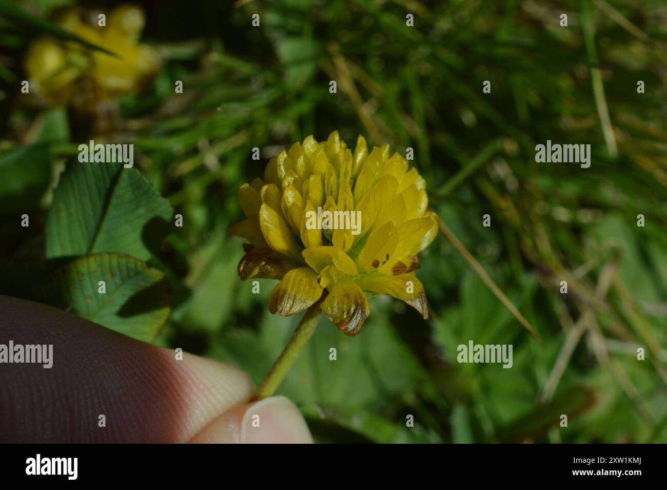 Brown Clover (Trifolium badium) Plantae Stock Photo - Alamy
