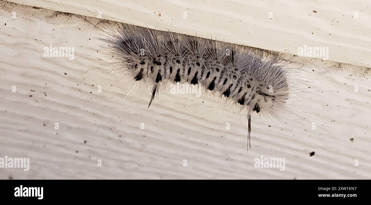 Hickory Tussock Moth (Lophocampa caryae) Insecta Stock Photo - Alamy
