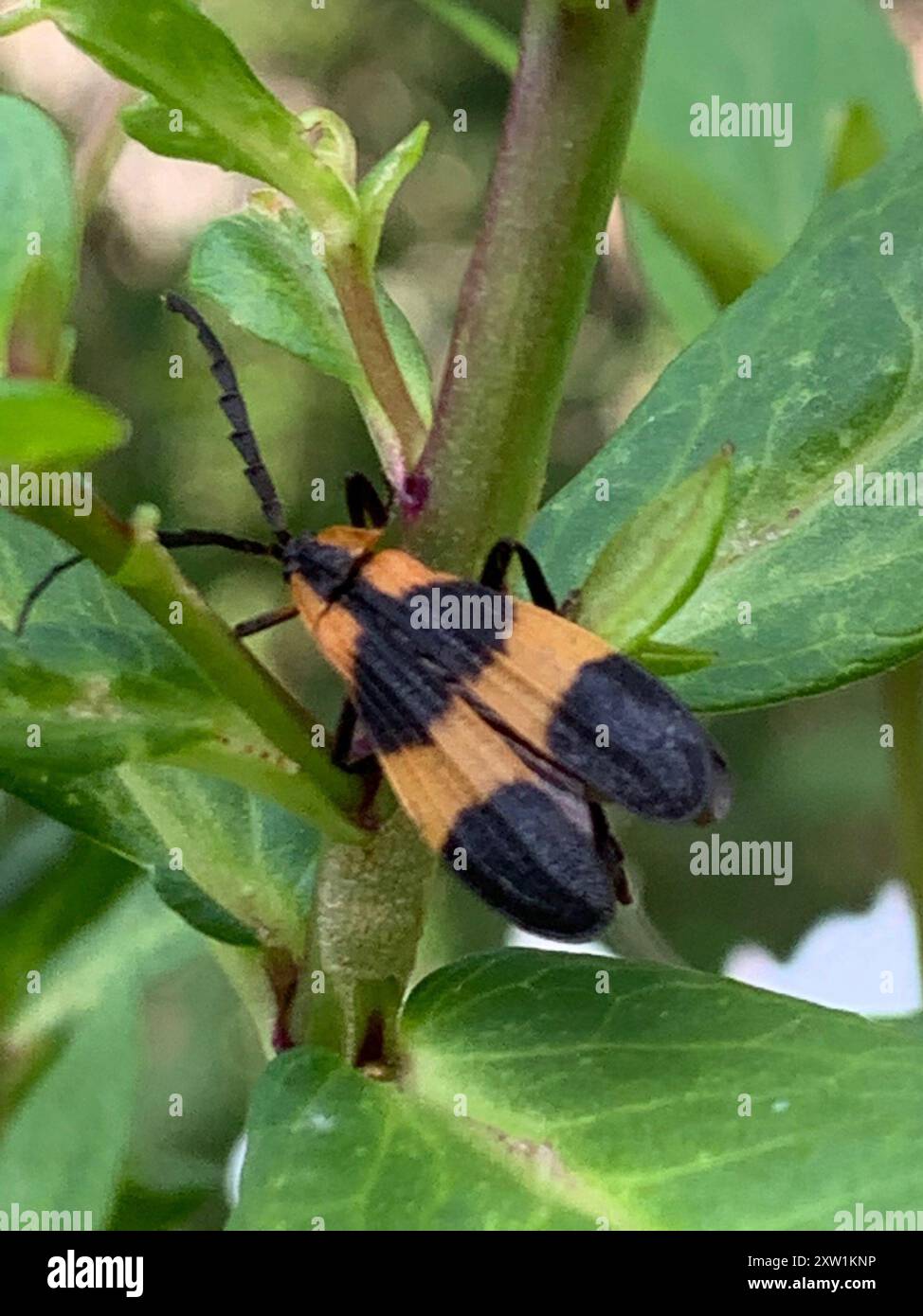 Reticulated Net-winged Beetle (Calopteron reticulatum) Insecta Stock ...