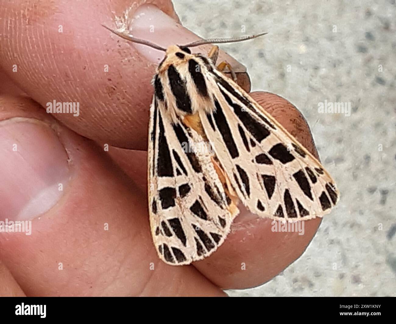 Parthenice Tiger Moth (Apantesis parthenice) Insecta Stock Photo - Alamy