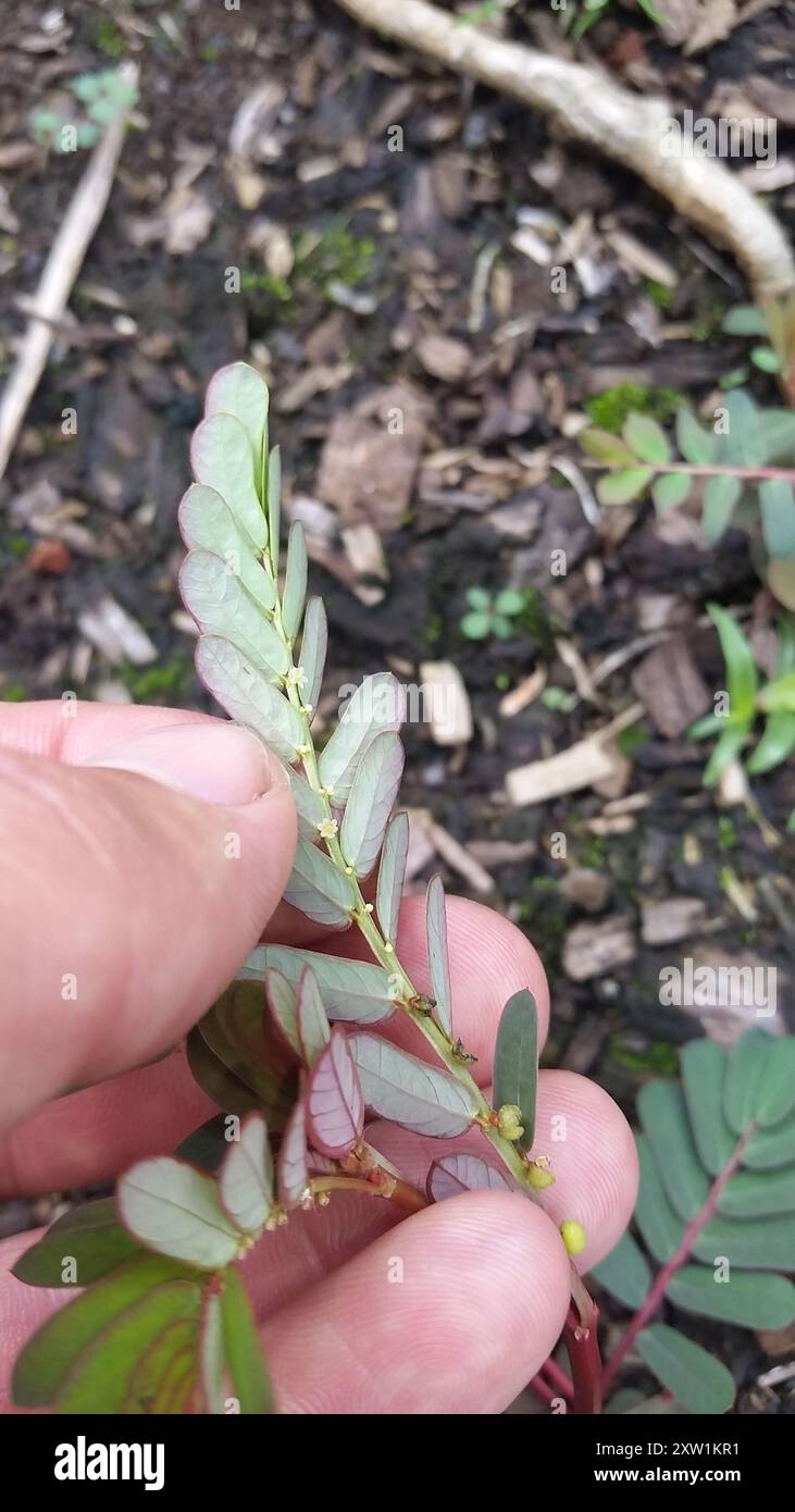Chamberbitter (Phyllanthus urinaria) Plantae Stock Photo - Alamy