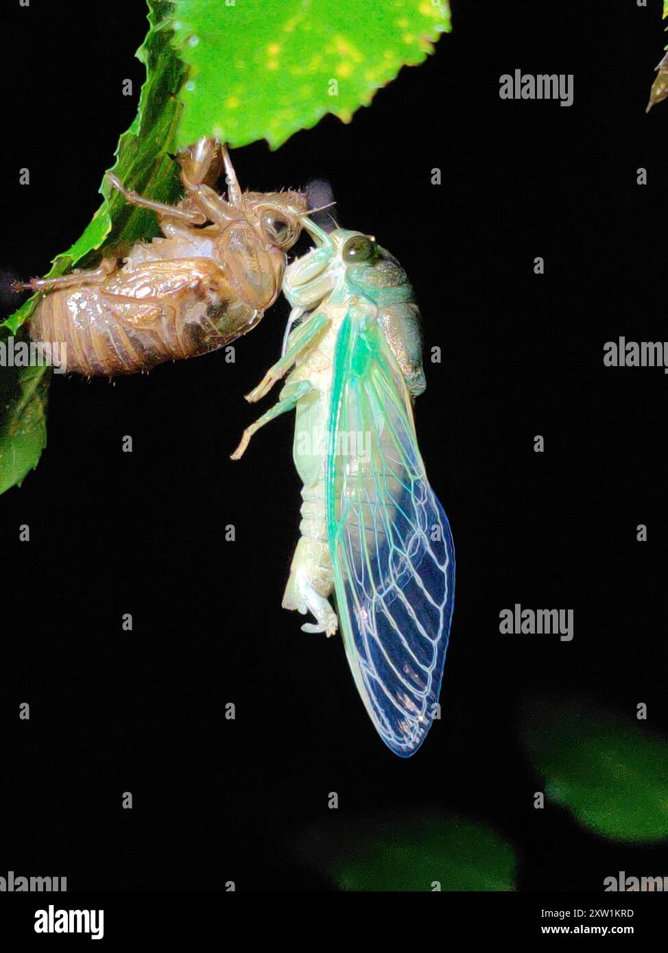 Southern Dusky-winged Cicada (Neotibicen tibicen australis) Insecta ...