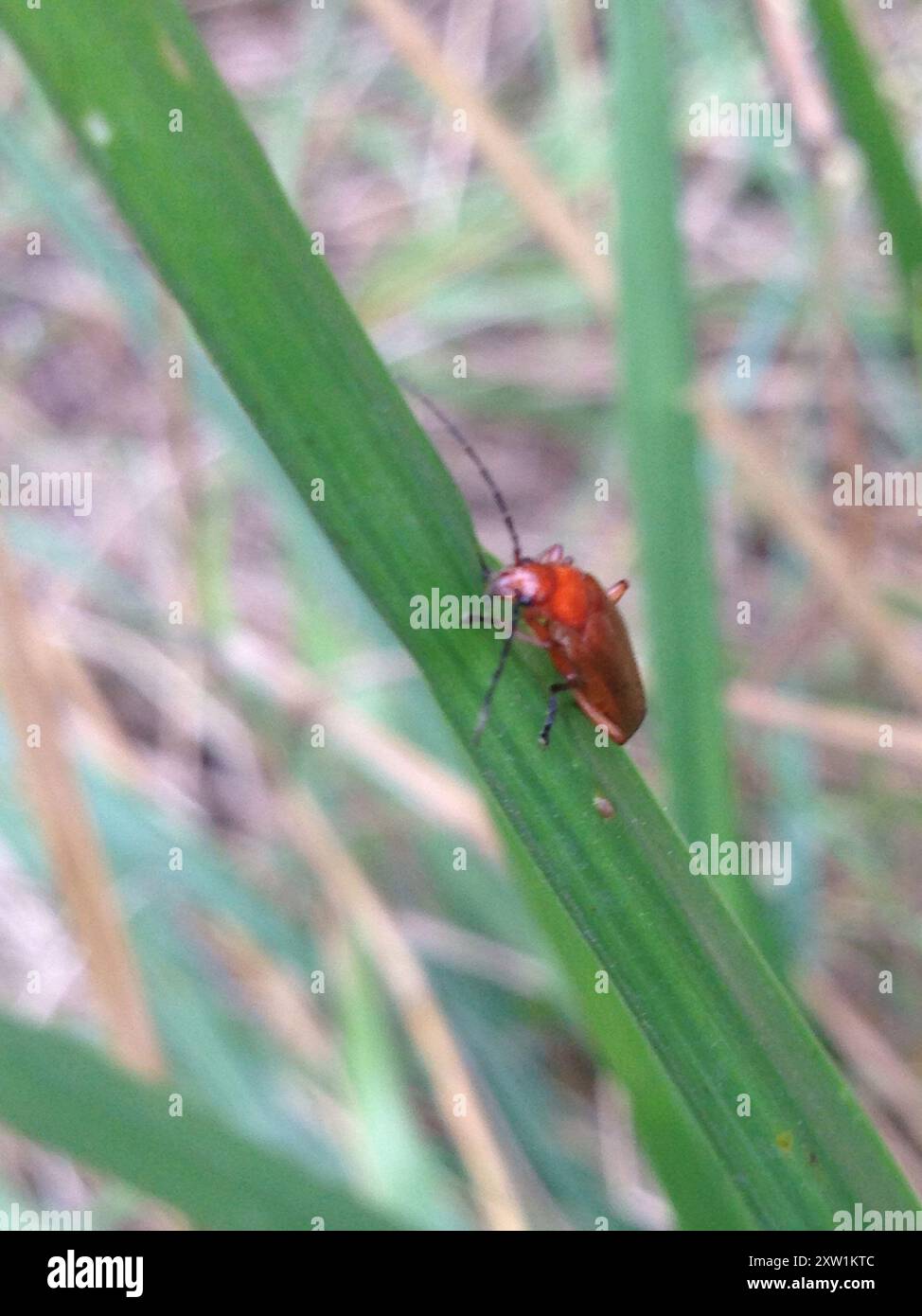 Common Red Soldier Beetle (Rhagonycha fulva) Insecta Stock Photo - Alamy