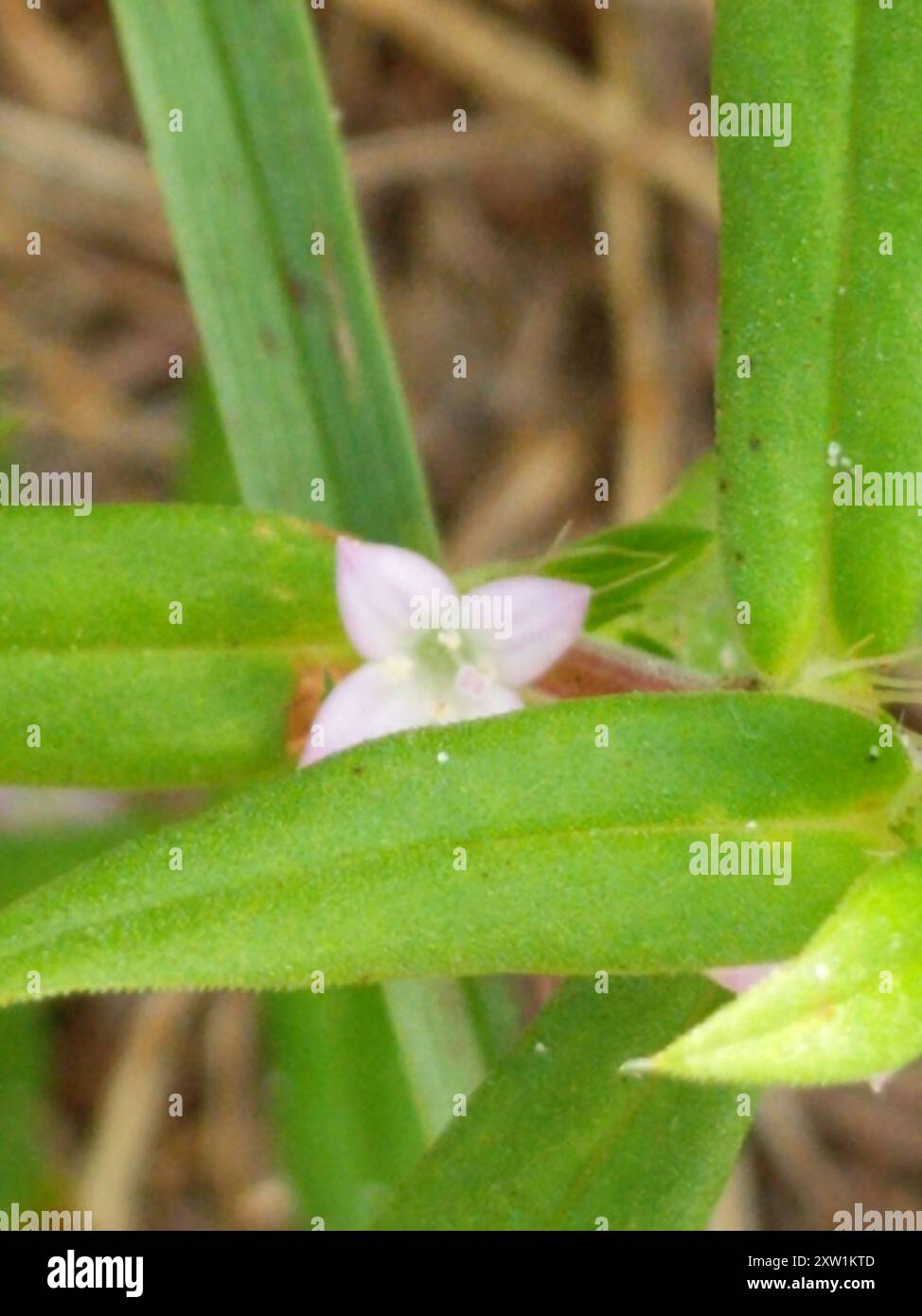 rough buttonweed (Hexasepalum teres) Plantae Stock Photo - Alamy
