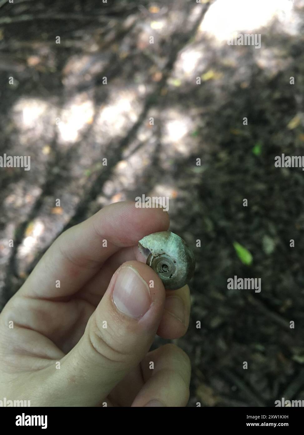 Marsh Ramshorn (Planorbella trivolvis) Mollusca Stock Photo - Alamy