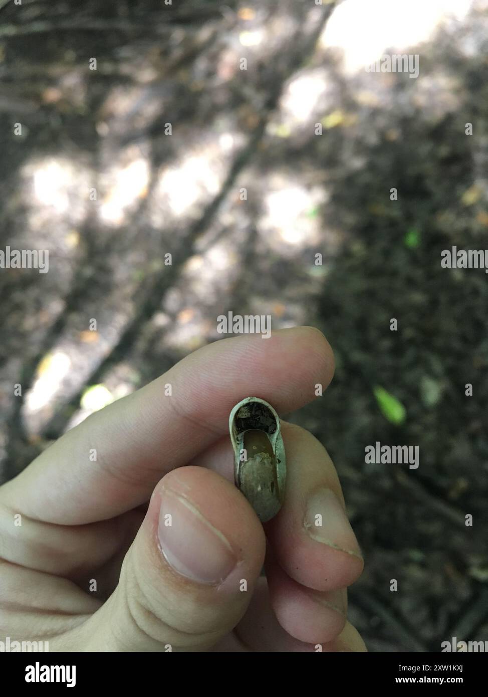 Marsh Ramshorn (Planorbella trivolvis) Mollusca Stock Photo - Alamy