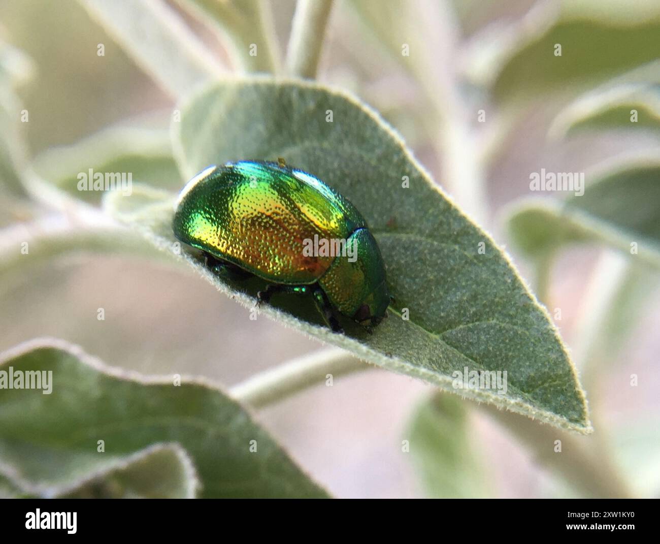 Mint Leaf beetle (Chrysolina herbacea) Insecta Stock Photo - Alamy