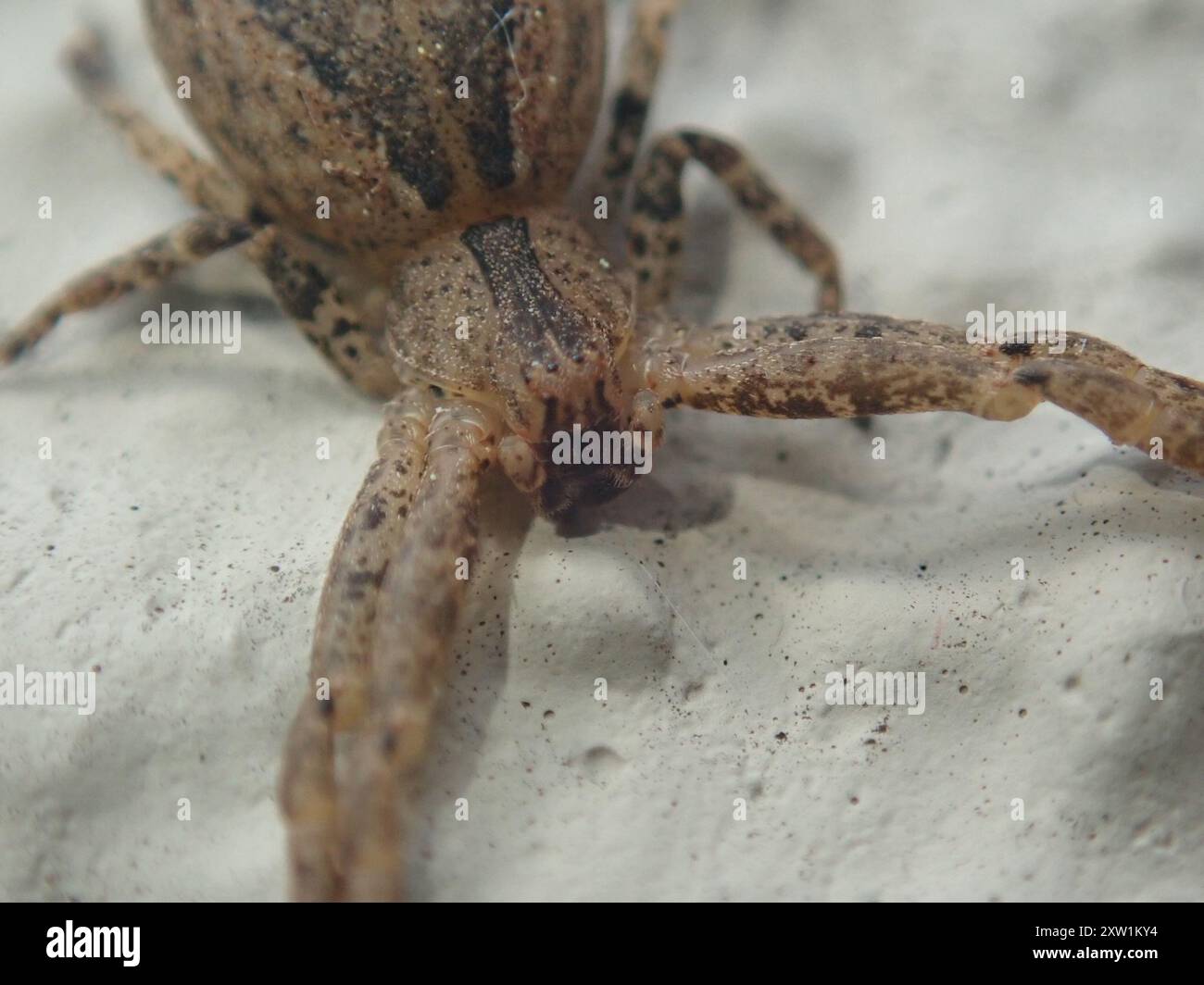 Trapezoid Crab Spider (Sidymella trapezia) Arachnida Stock Photo - Alamy