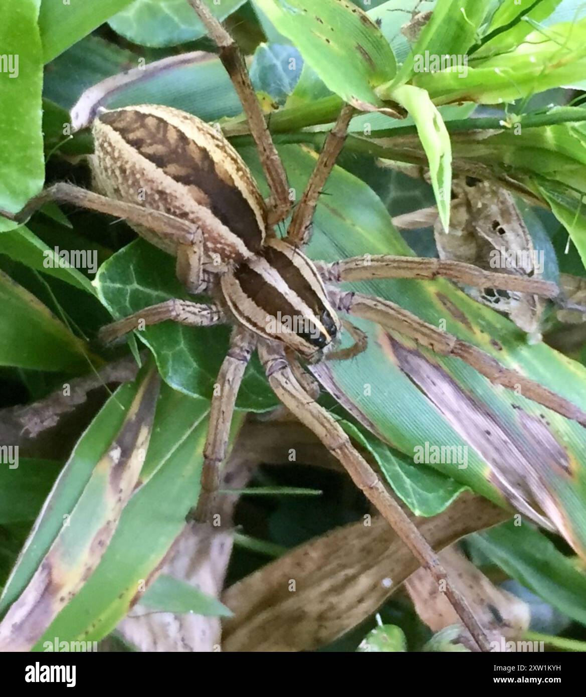Rabid Wolf Spider (Rabidosa rabida) Arachnida Stock Photo - Alamy