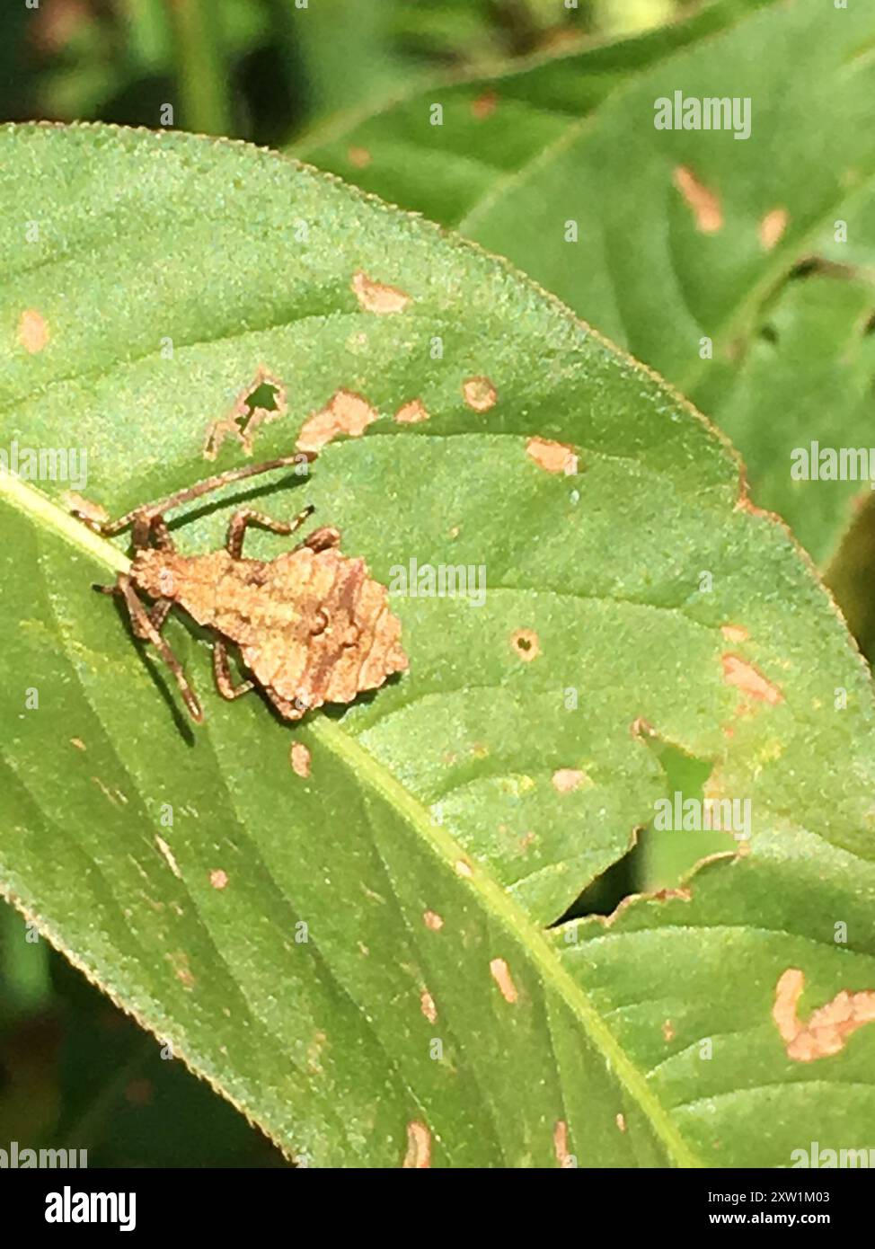 Dock Bug (Coreus marginatus) Insecta Stock Photo - Alamy