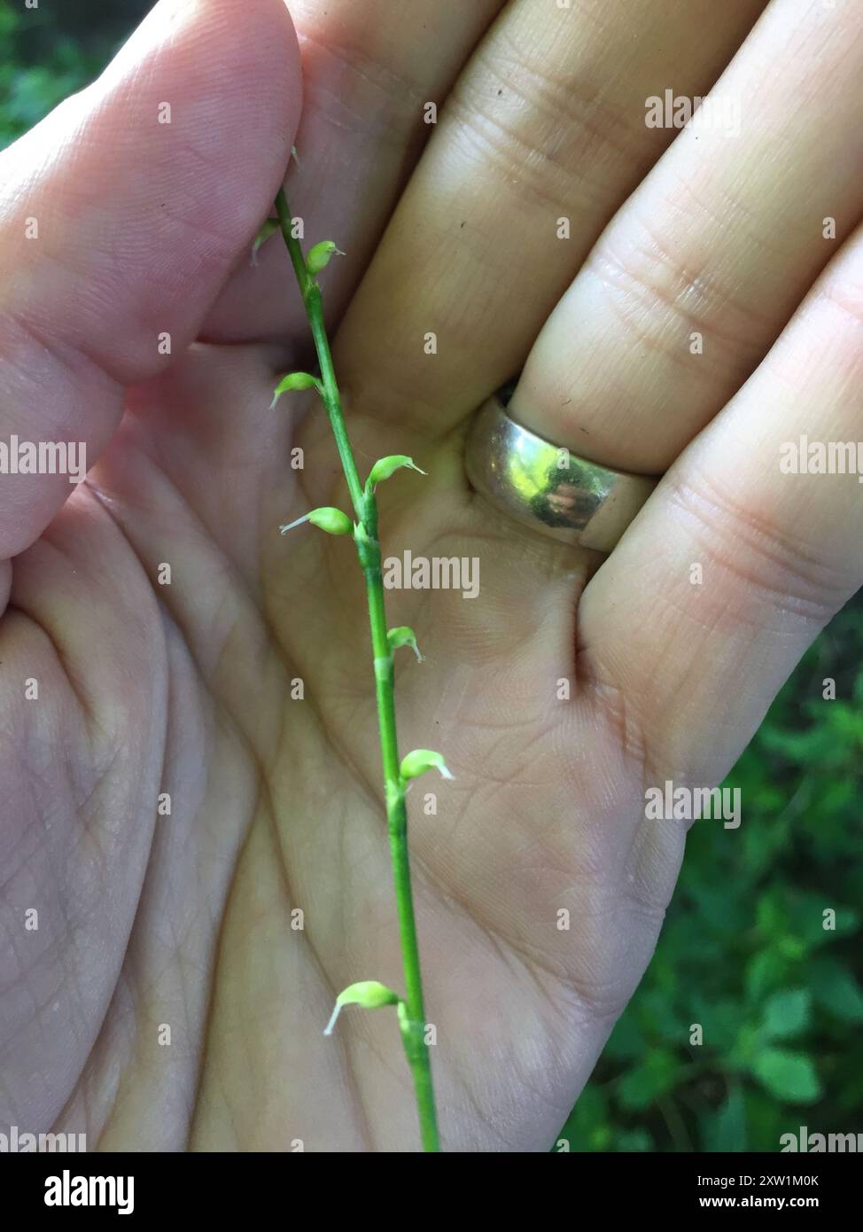 American jumpseed (Persicaria virginiana) Plantae Stock Photo - Alamy