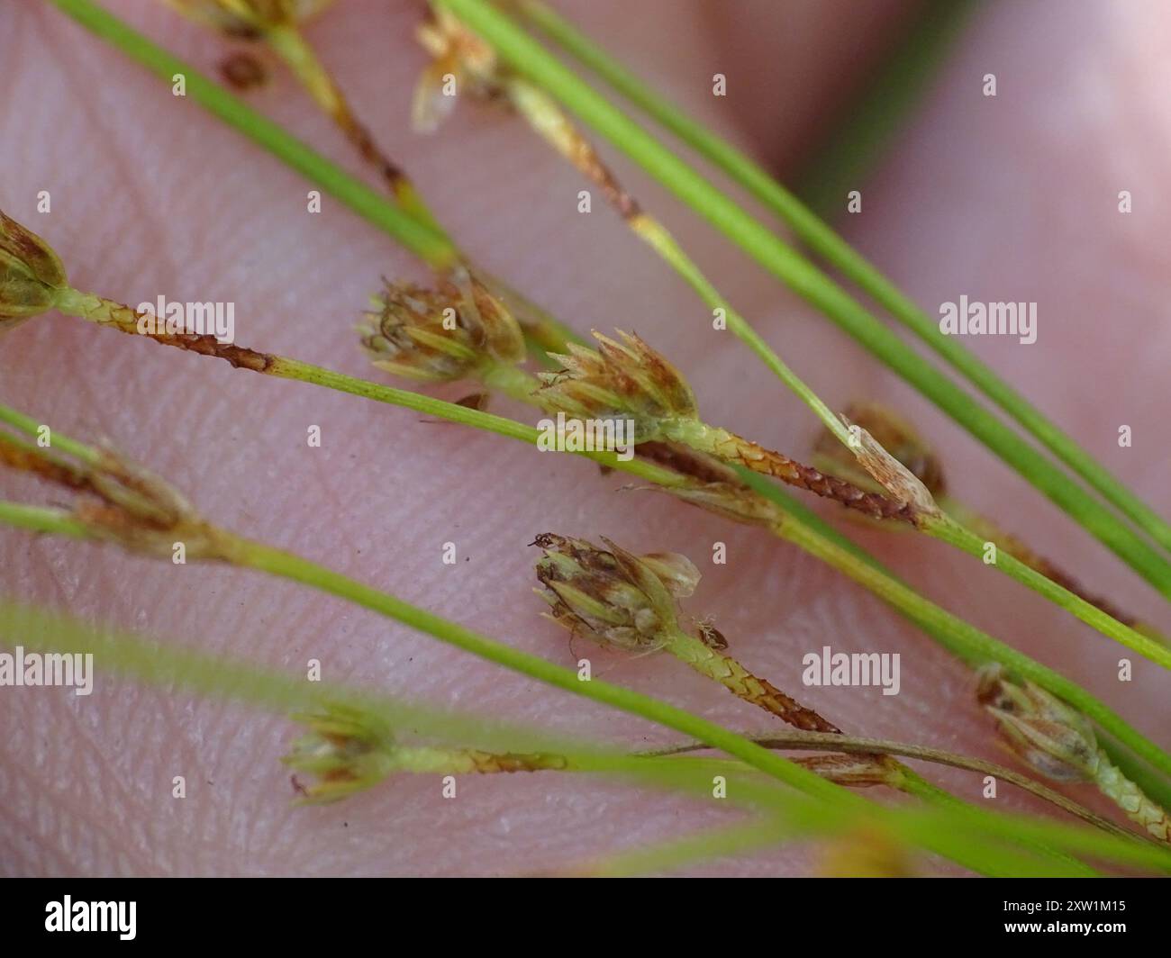 nodding bulrush (Scirpus pendulus) Plantae Stock Photo - Alamy