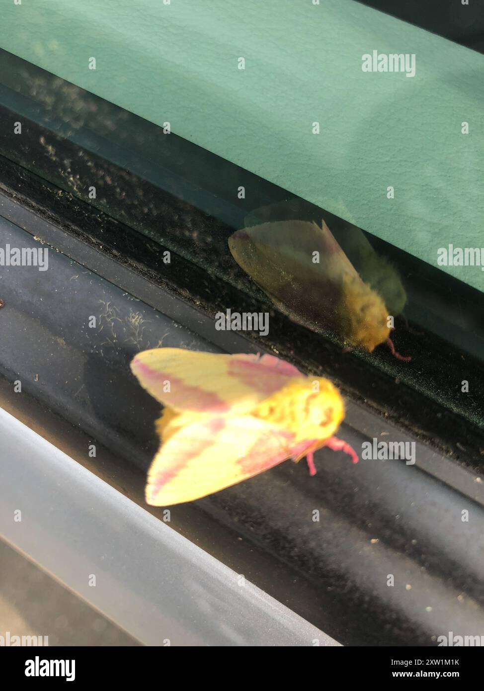 Rosy Maple Moth (Dryocampa rubicunda) Insecta Stock Photo - Alamy
