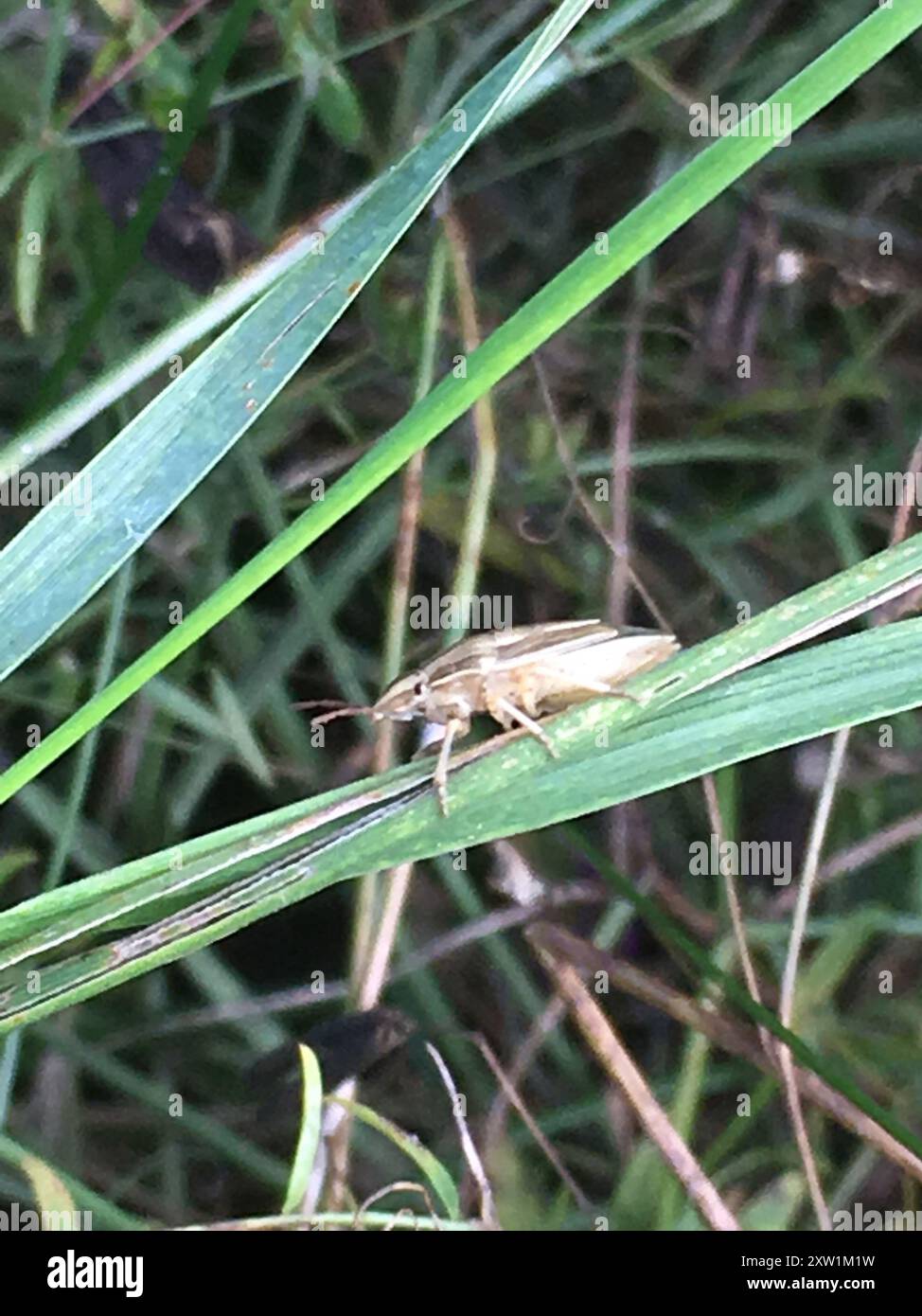 Bishop's Mitre Shield Bug (Aelia acuminata) Insecta Stock Photo - Alamy