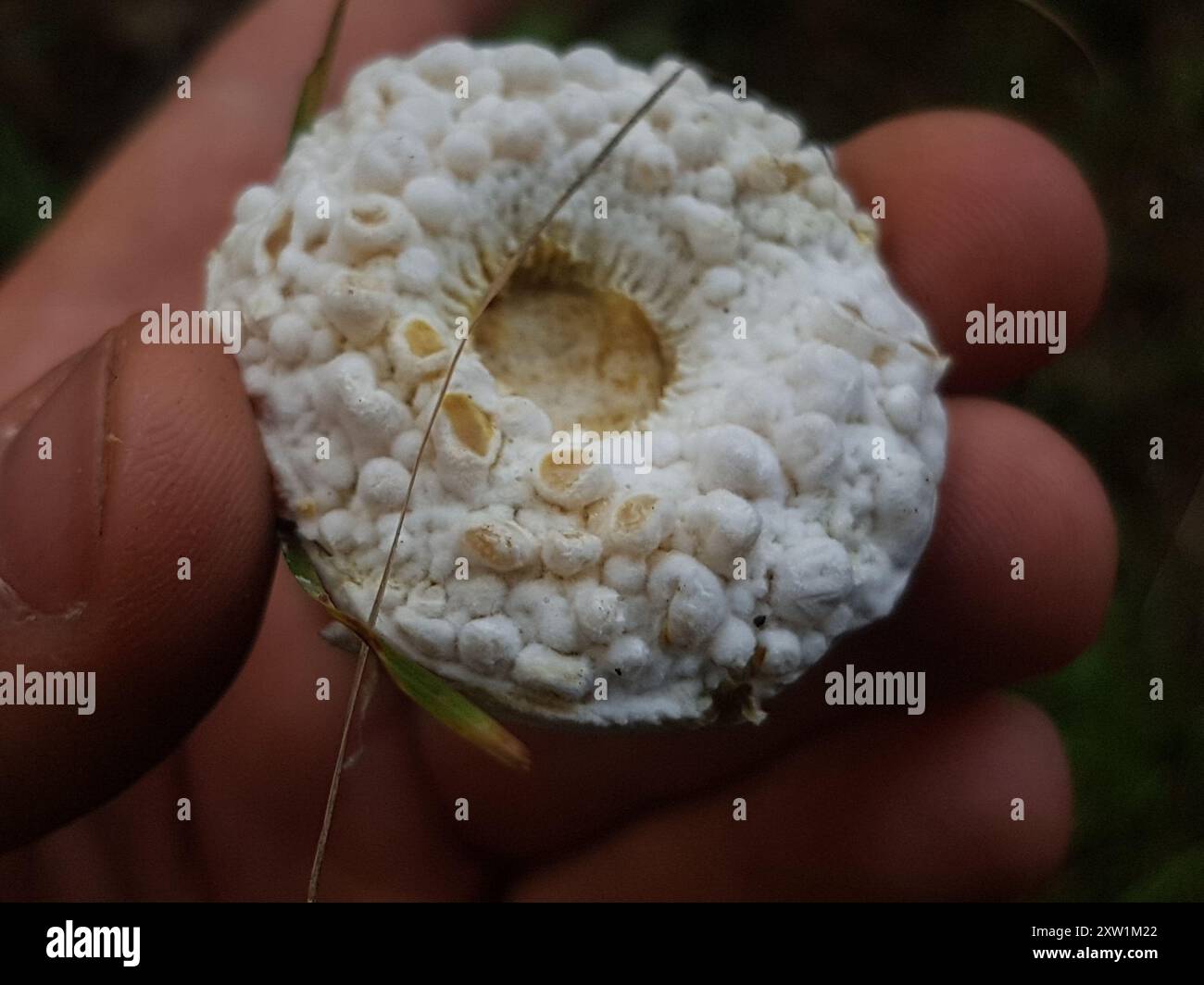 Hypocreaceae hi-res stock photography and images - Alamy