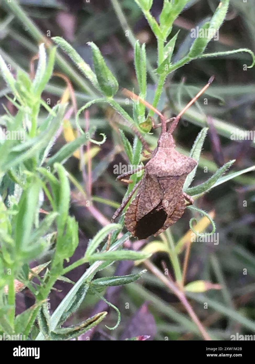 Dock Bug (Coreus marginatus) Insecta Stock Photo - Alamy